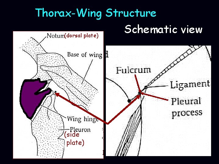 Insect Flight A Wing Structure B Flight Mechanism