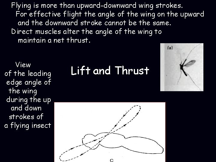 Insect Flight A Wing Structure B Flight Mechanism