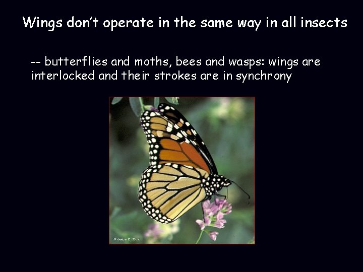 Insect Flight A Wing Structure B Flight Mechanism
