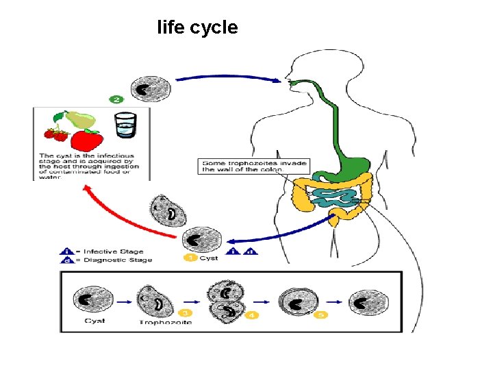 6 Ciliates Acknowledgements n n n n Addisa