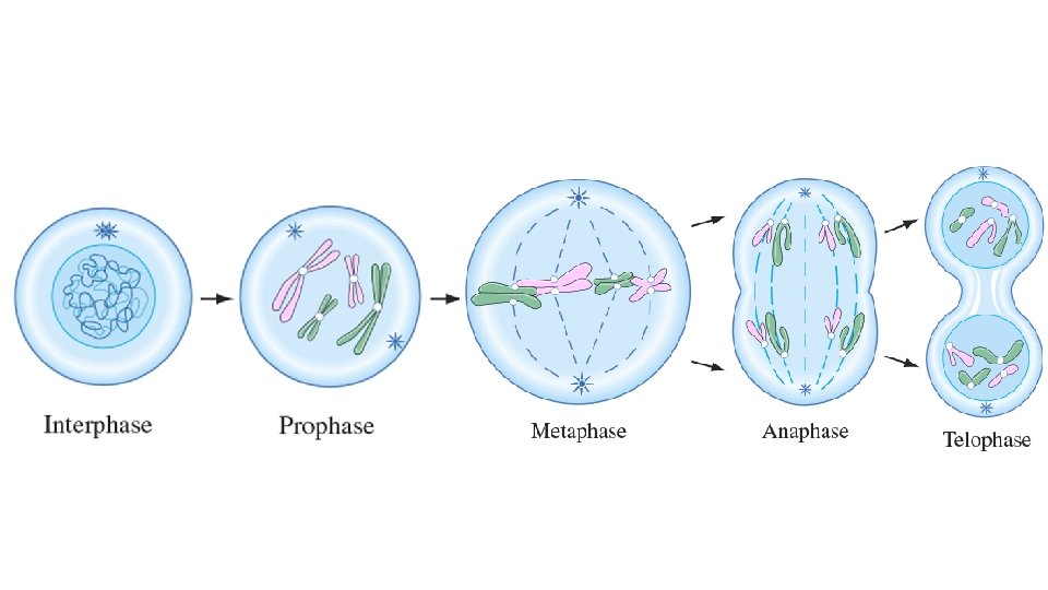 Chapter 9 The Cell Cycle Section 1 Chromosomes