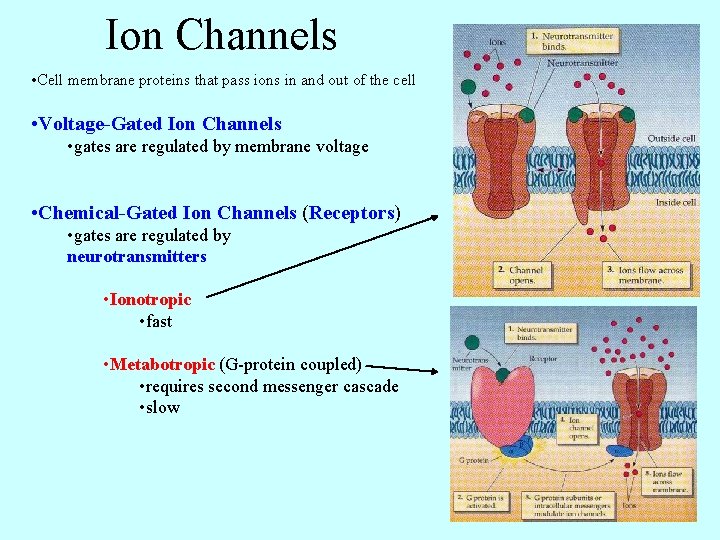 Cell Membrane Animal Cell Cell Membrane of a