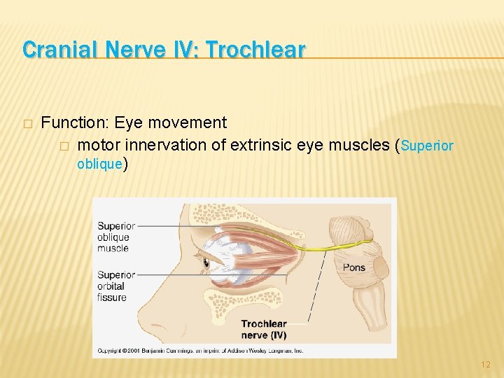NERVOUS SYSTEM BRAIN CRANIAL NERVES Dr Othman AlShboul