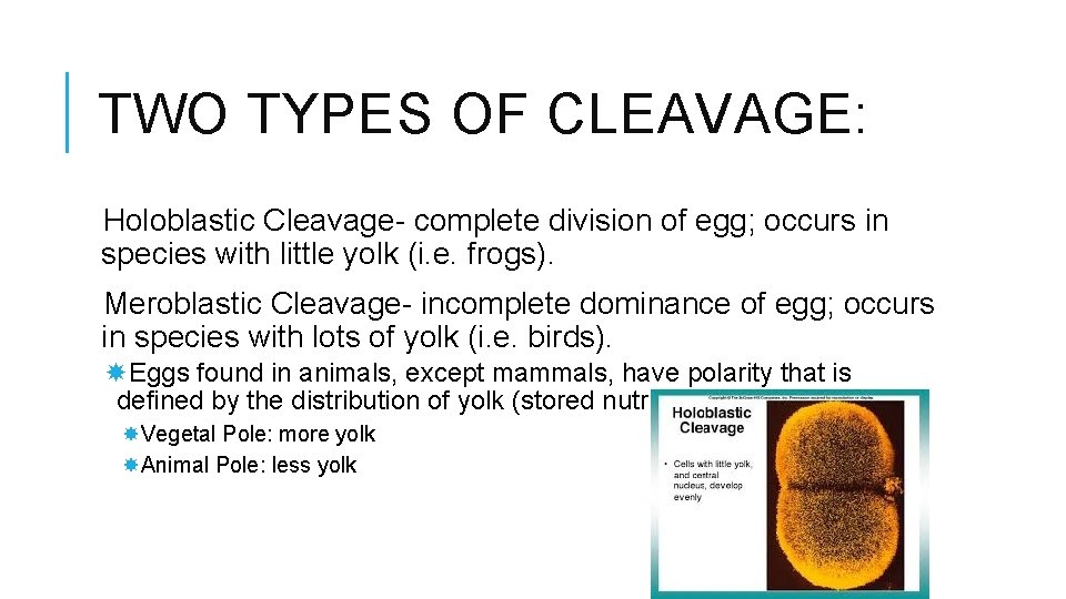 ANIMAL DEVELOPMENT Alyssa Karenn INTRODUCTION Humans begin life