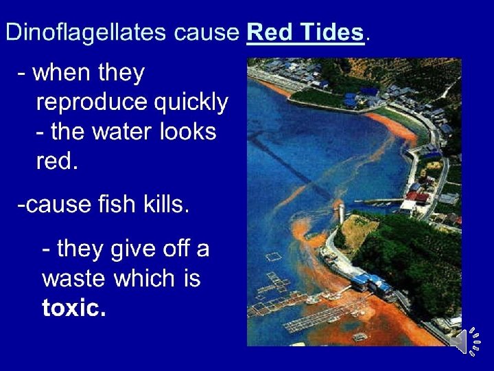 What is Red Tide Red Tide is caused