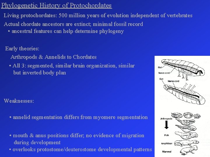 Chordate and Vertebrate Origins Protochordates Phylum Hemichordata acorn
