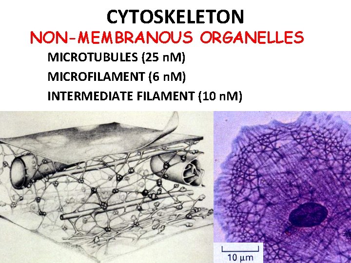 Conference on the CYTOSKELETON CYTOSKELETON NONMEMBRANOUS ORGANELLES ...