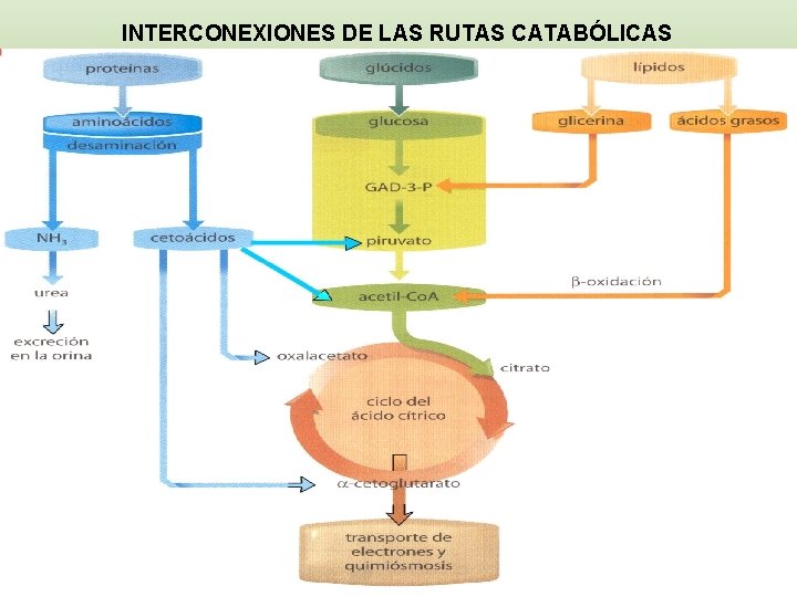 EL METABOLISMO CATABOLISMO 2 Bachillerato Biologa El Metabolismo