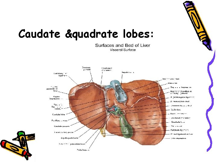 Segmental anatomy of the liver Prepared by Israa