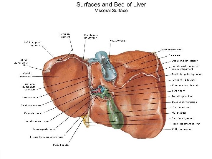 Segmental anatomy of the liver Prepared by Israa