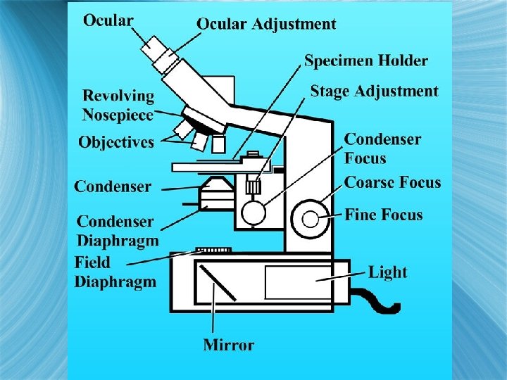 Microscope Lab Do Now Pick up lab and