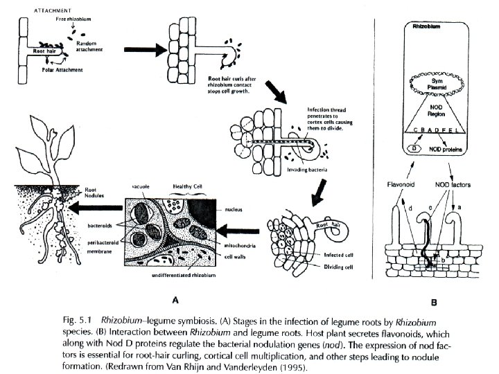 Rhizobium isolation and Trifolium inoculation Presented by Julia