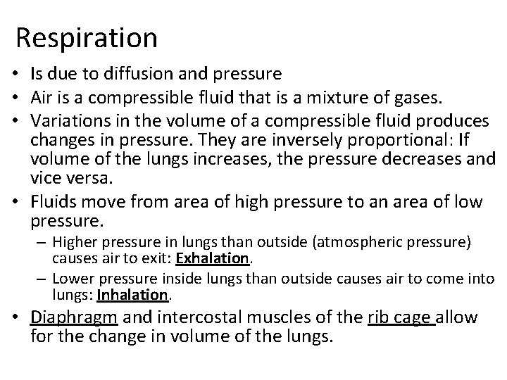 The Respiratory System a simple system designed to
