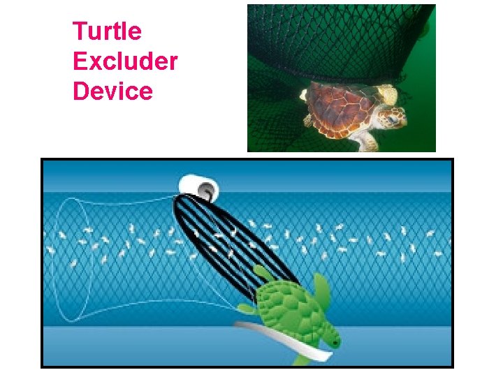 Marine Biology Do Now 3 6 18 Directions