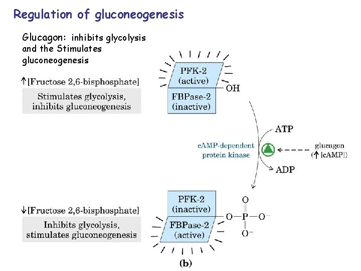 Overview of Glucose Metabolism Gluconeogenesis Gluconeogenesis the ...