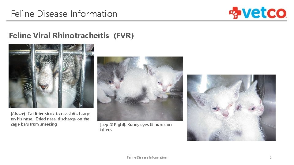 Preventable Diseases Feline Virus Information An overview of