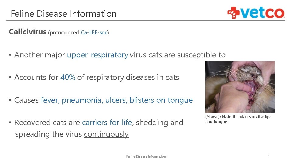 Preventable Diseases Feline Virus Information An overview of