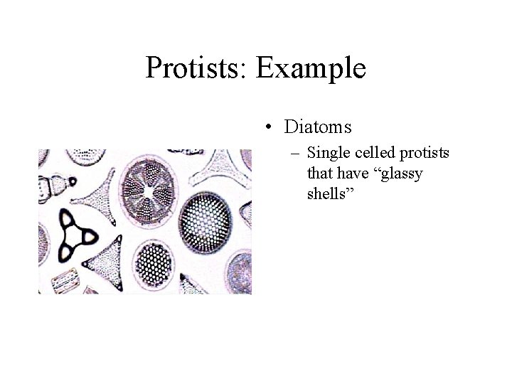 What are the 5 Kingdoms of Life Microorganisms