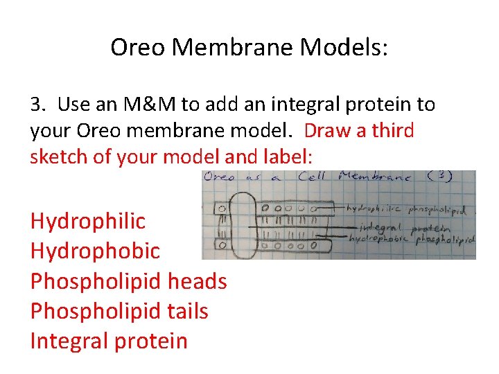 Oreo Membrane Models 1 Sketch and describe how