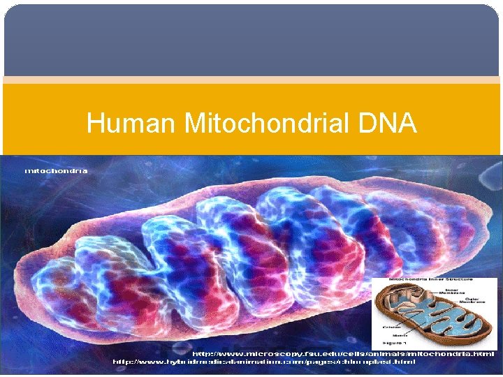 Human Mitochondrial DNA 1 st Review Cell Theory
