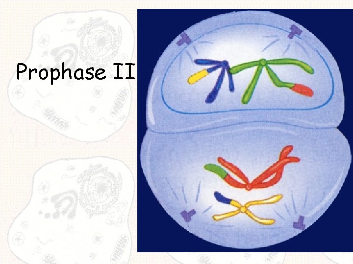 Meiosis Division of Sex Cells 10 th Grade