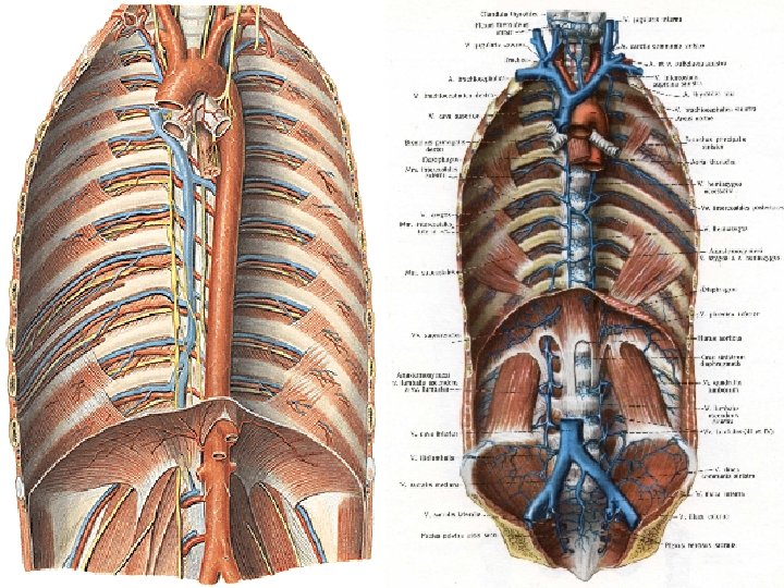 REGIONAL ANATOMY OF THE BACK Regiones dorsi Identification