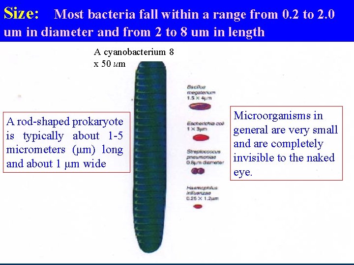 Chapter 2 Cell Biology Chapter outline 2 1
