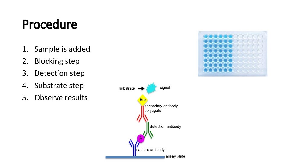 ELISA testing for COVID19 BIOTECH Project What is