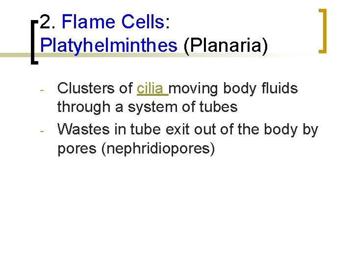 Excretory System n Purpose Maintain homeostasis by regulating