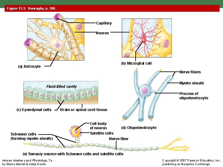 Biology 484 Ethology Topic 5 Neural Mechanisms Controlling