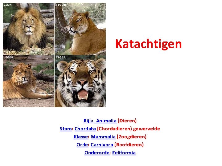 Katachtigen Rijk Animalia Dieren Stam Chordata Chordadieren gewervelde