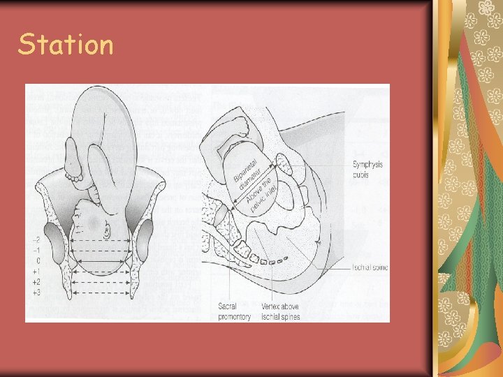 Womb To Grow Normal Labor Delivery ch 10