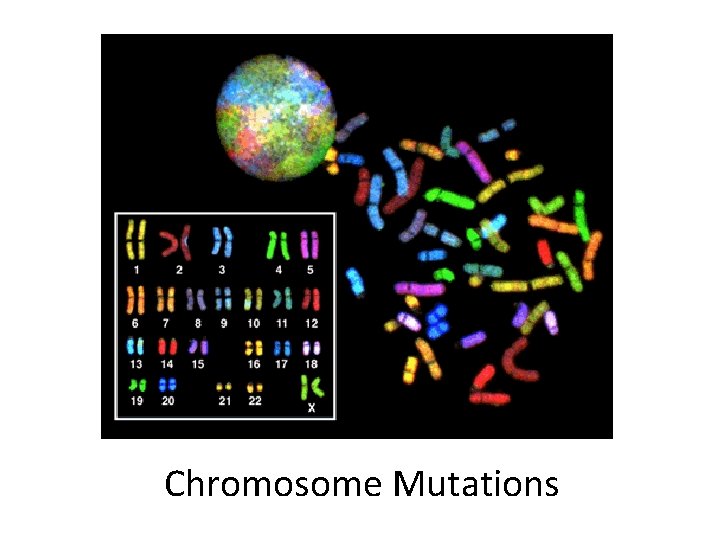 Chromosome Mutations This image is called a karyotype