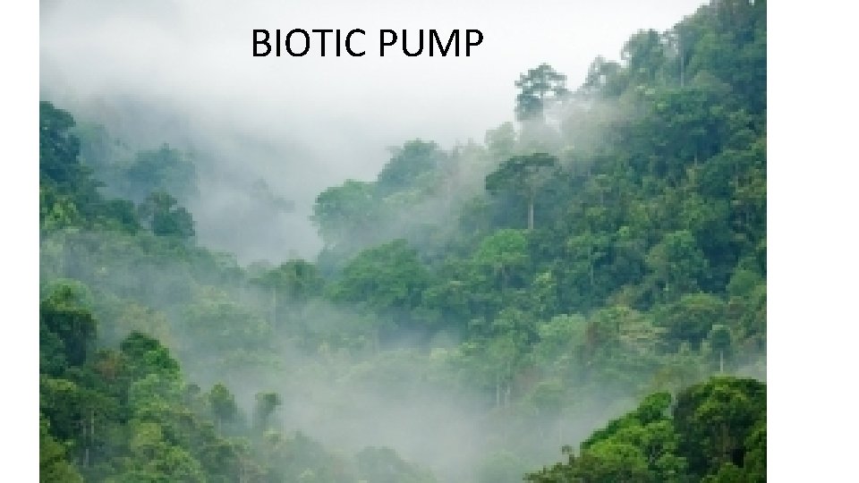 EVAPOTRANSPIRATION How Does Precipitation Leave the Continents Interception