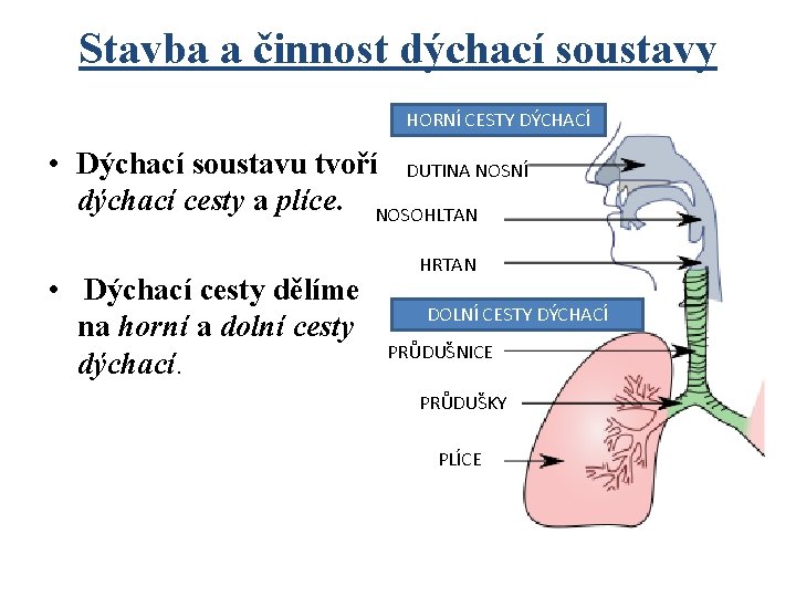 DCHAC SOUSTAVA DCHN Kyslk je pro ivot nezbytn