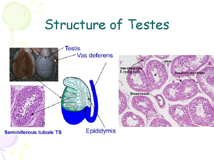 Reproduction Miss S Bentley Reproduction in Humans Human
