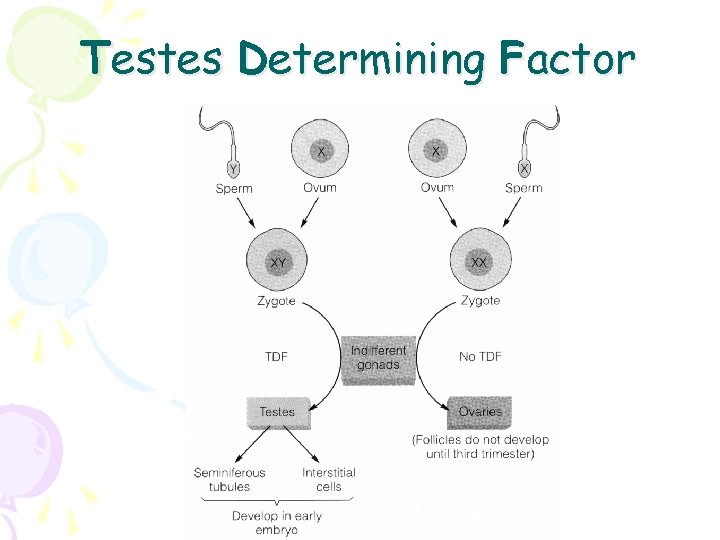 Reproduction Miss S Bentley Reproduction in Humans Human