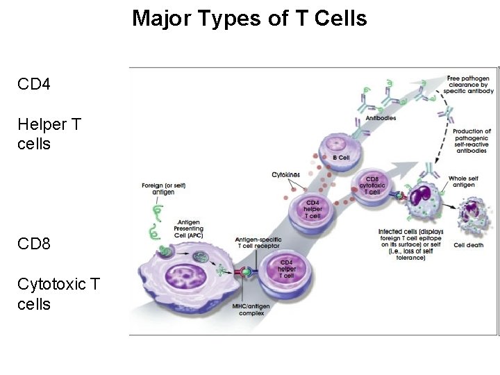 The Immune System Making Receptors Using Antibodies T