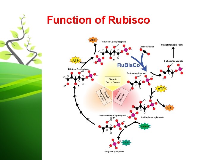 Regulation of Rubisco Introduction Rubisco stand for ribulose