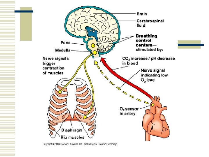 Regulation of Breathing Movement 9 3 pg 292
