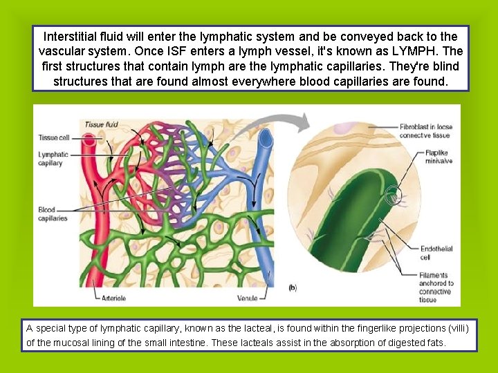 LymphaticImmune System The lymphatic system consists of 2