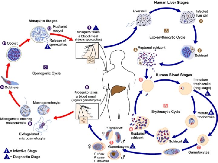 Kingdom Protista The catchall kingdom Two major groups