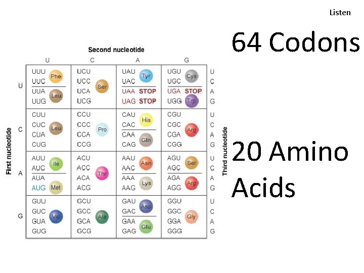 PROTEINS Keratin Hair Skin Nails Myoglobin Muscle Listen