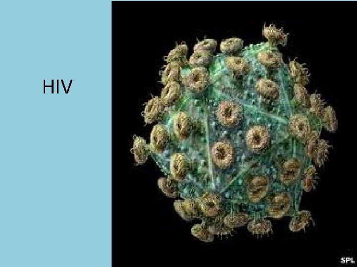 HIV Learning Objectives Outline the structure of HIV