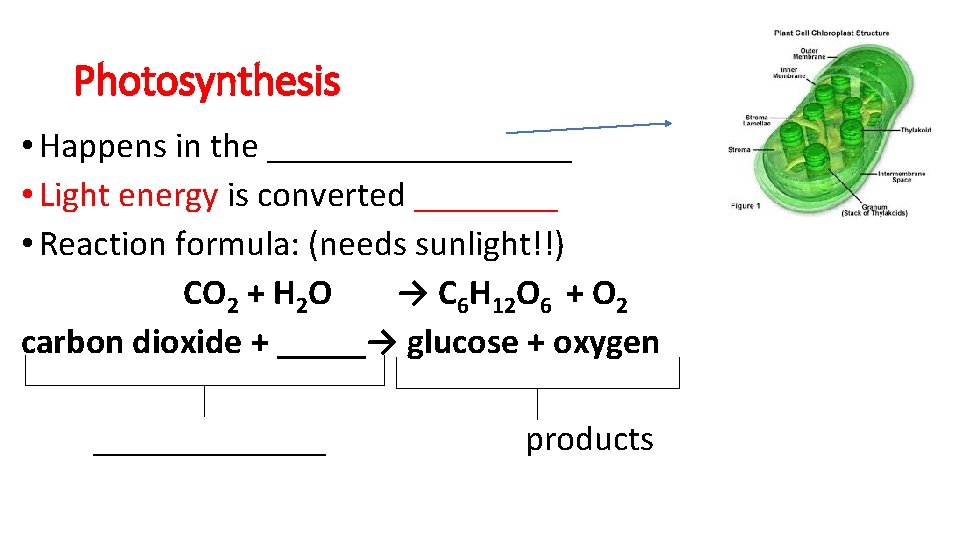 Photosynthesis Respiration Almost opposite processes Photosynthesis ...