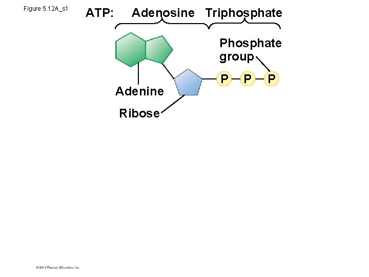 Cellular energy and How Enzymes Function 5 10