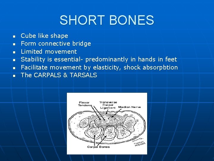 OSTEOLOGY Boneafide THE BARE BONES OF IT n