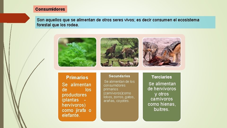 ECOSISTEMAS Y CADENAS ALIMENTICIAS CN 4 1 10