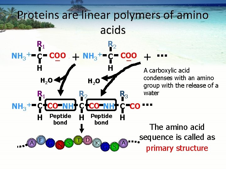 Protein BIOKIMIA 202198 BIOKIMIA Protein Protein terbentuk atas