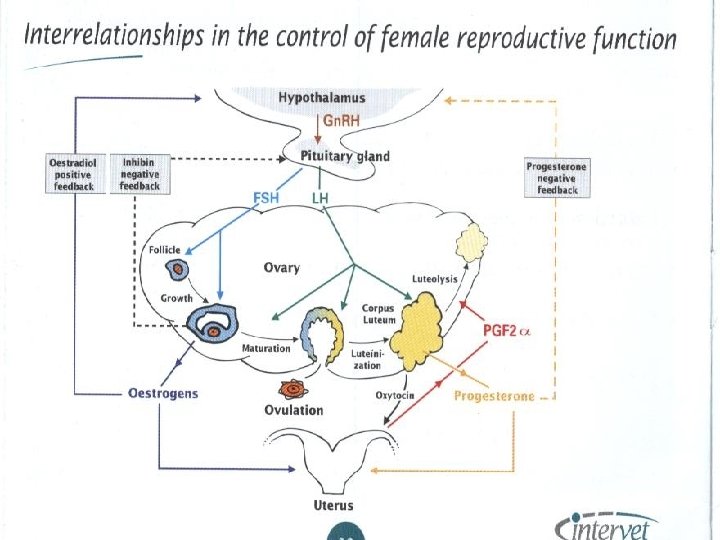 Palpation Chris Ellason Positions of tract The reproductive